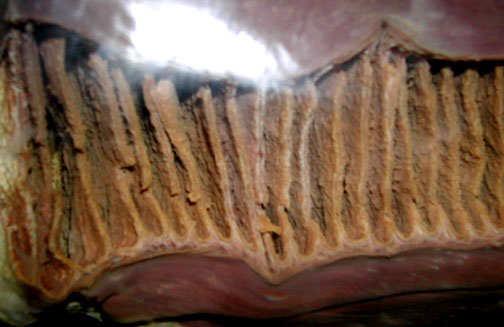 Biology 453 Non mammalian Digestive Sys Photos