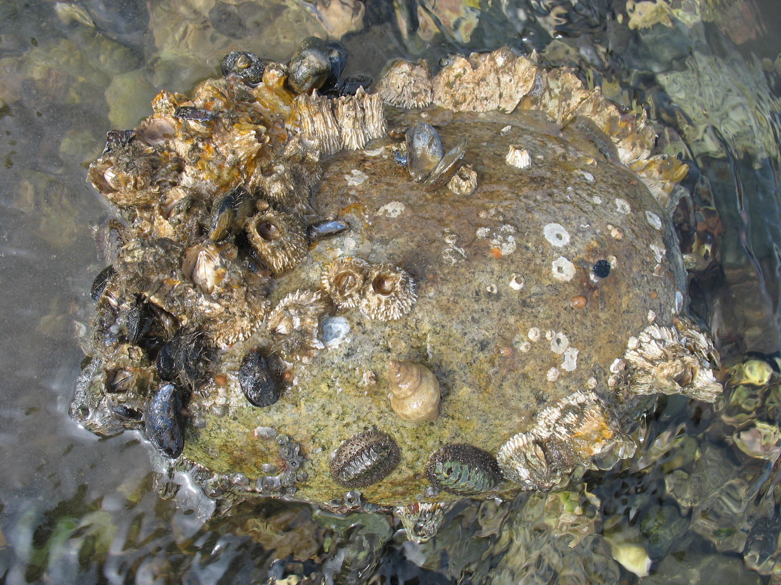 Nina's Non-decapod Crustacean Page