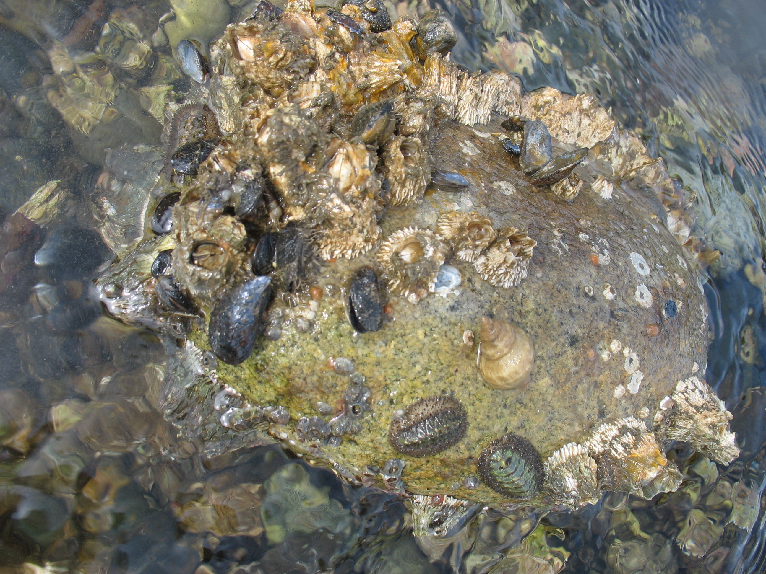 Nina's Non-decapod Crustacean Page