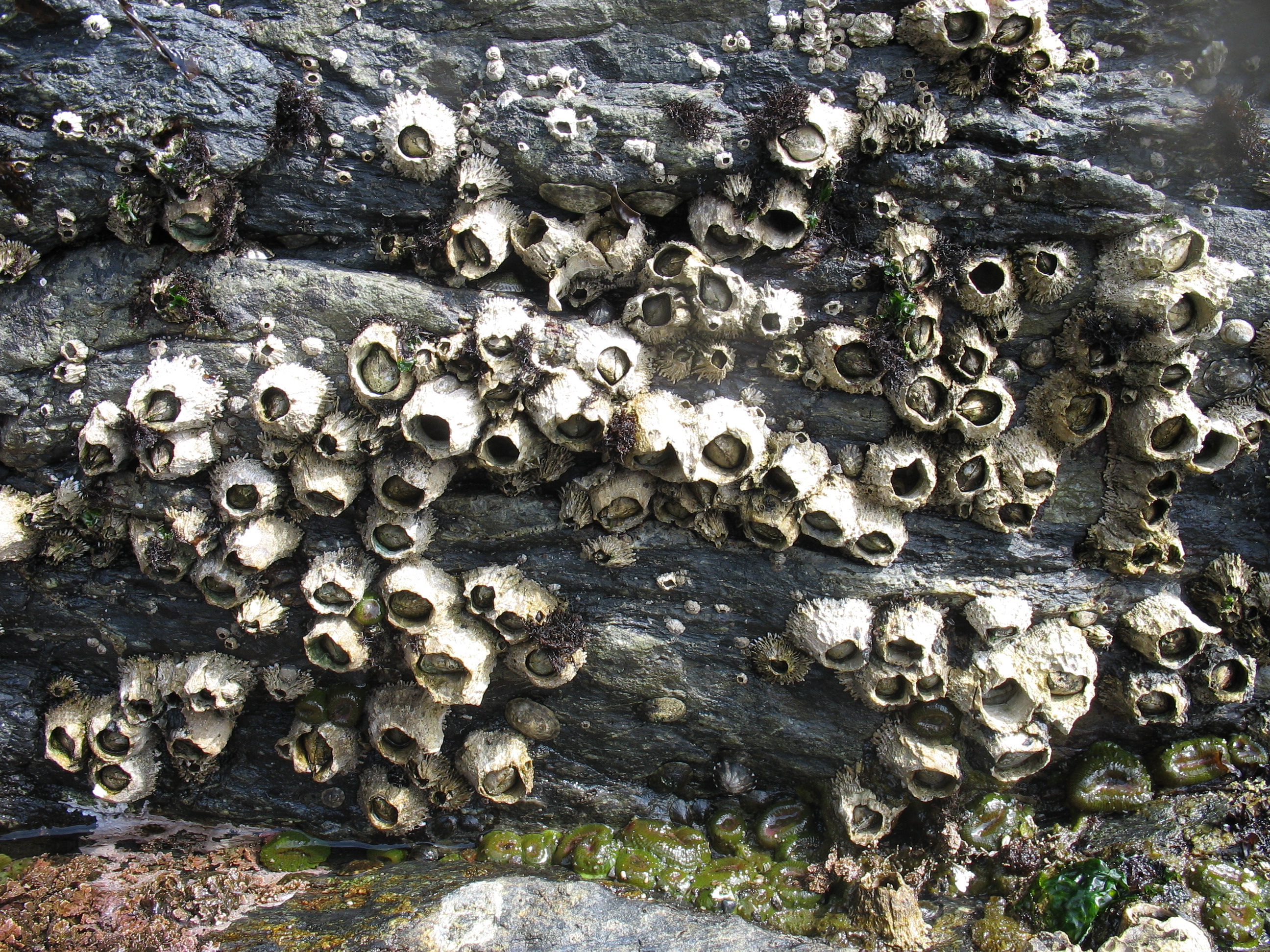 Nina's Non-decapod Crustacean Page