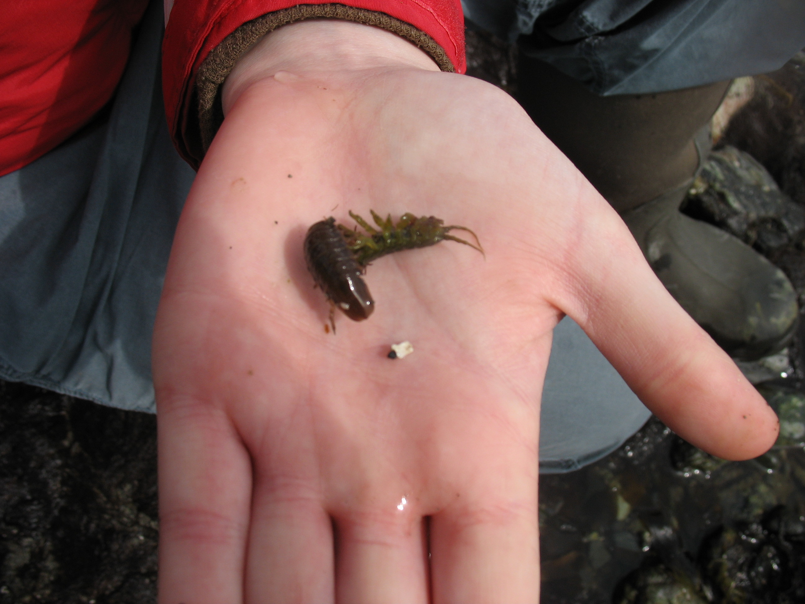 Nina's Non-decapod Crustacean Page