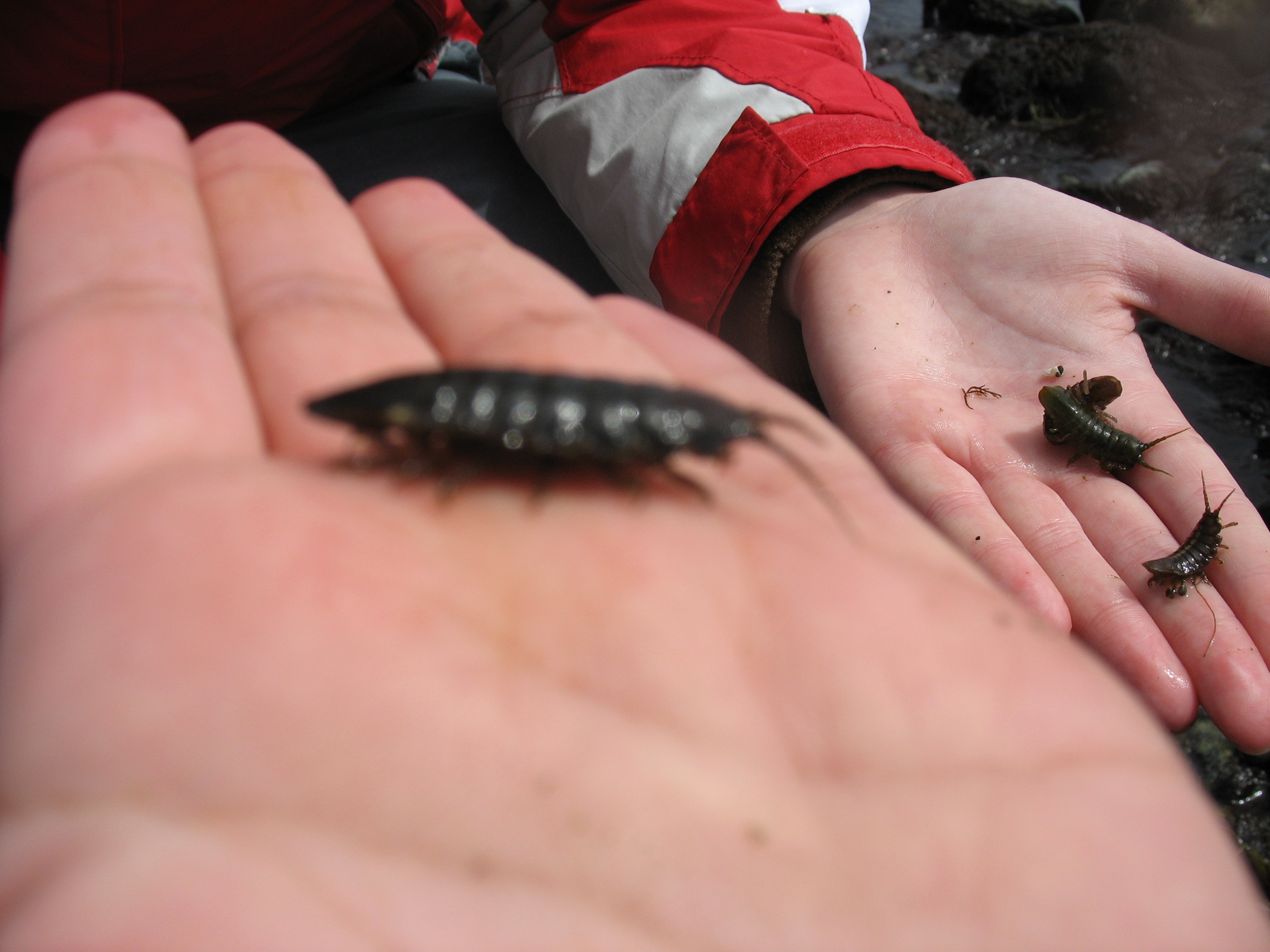 Nina's Non-decapod Crustacean Page