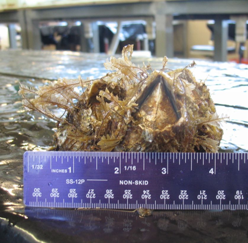 Nina's Non-decapod Crustacean Page