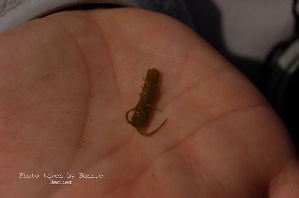 Nina's Non-decapod Crustacean Page