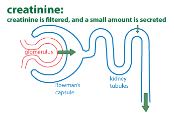 Renal Clearance
