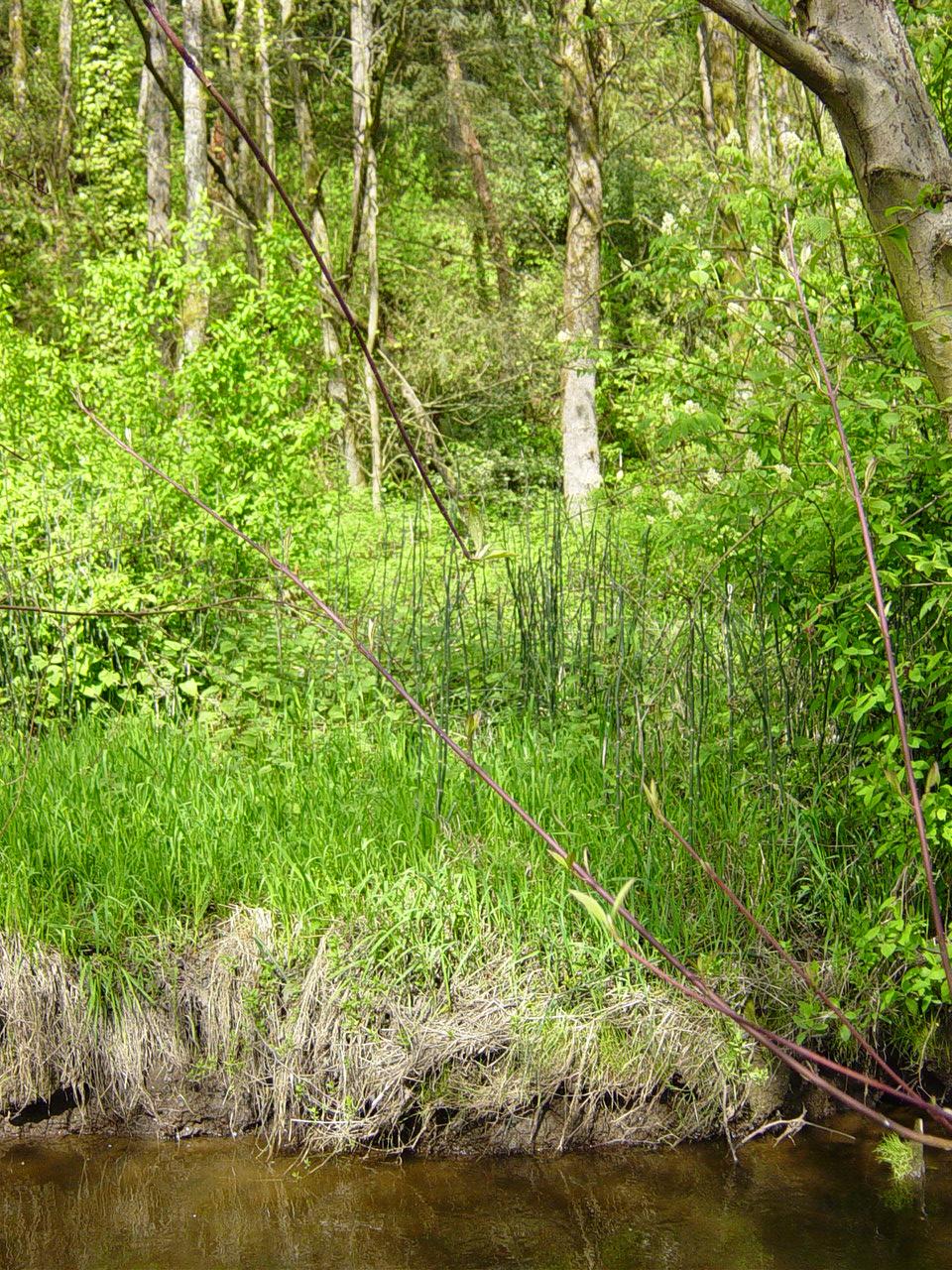 Hylebos Watershed Spring 2003